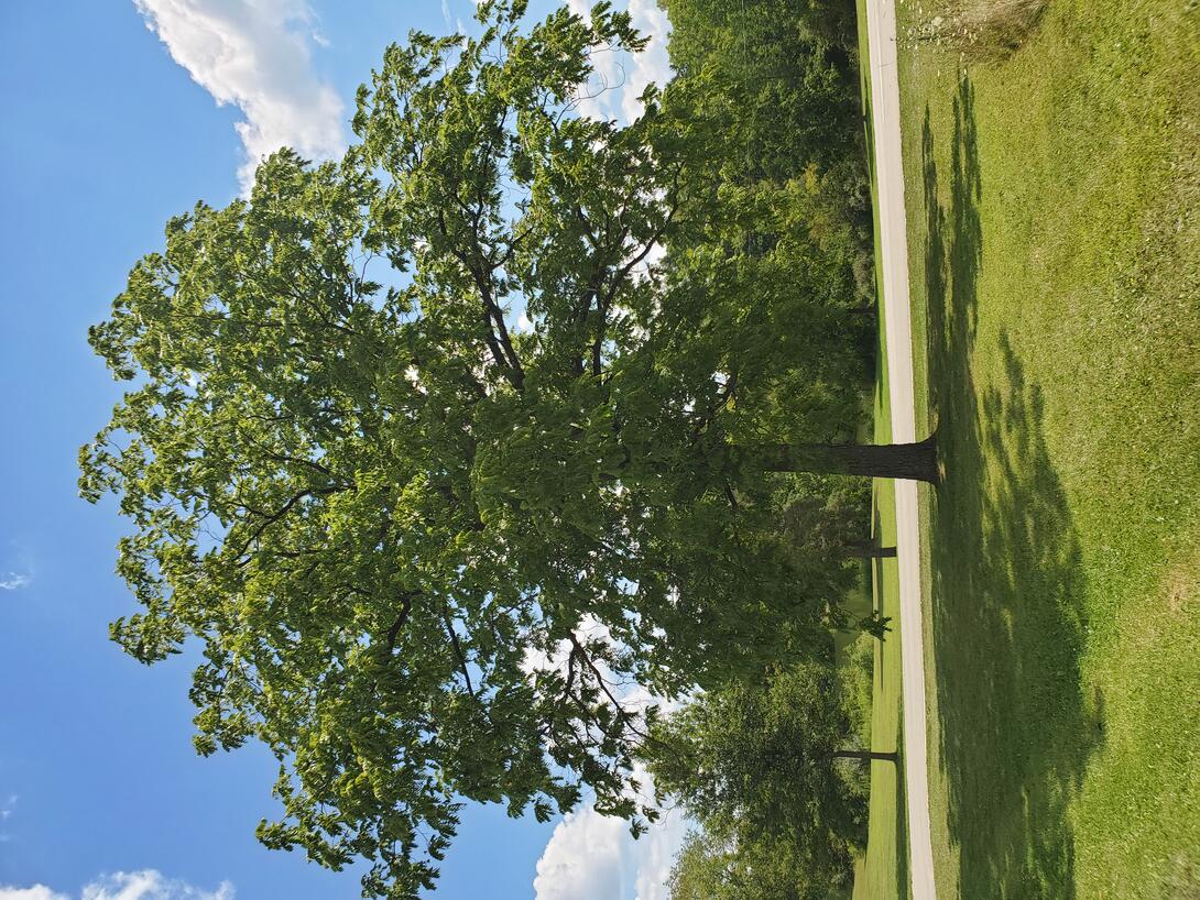 Black Walnut | CMP Tree Selection Tool